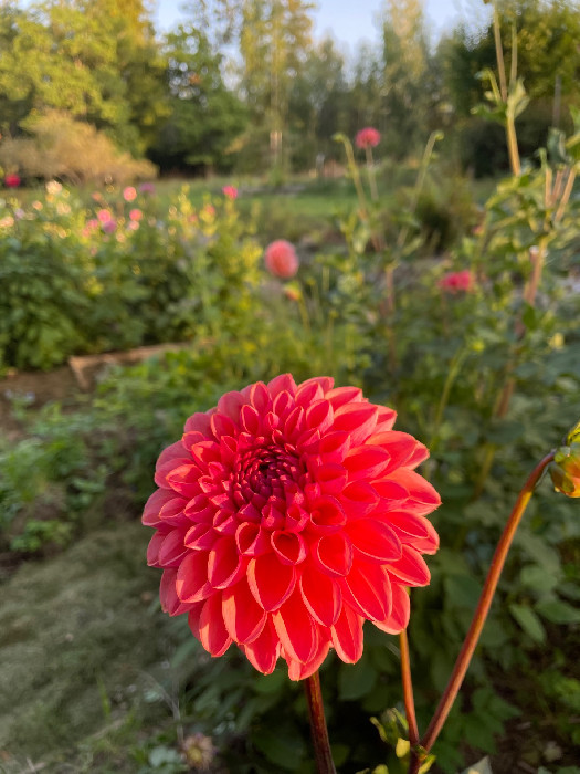 Blomsterbackens Allehanda 2024 :: Arboga-tradgardsforening0